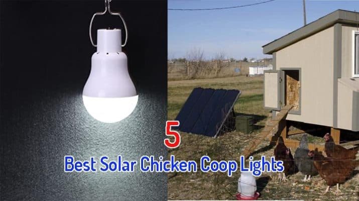 5 Best Solar Chicken Coop Lights & Our Reviews 2020 - Green Wind Solar